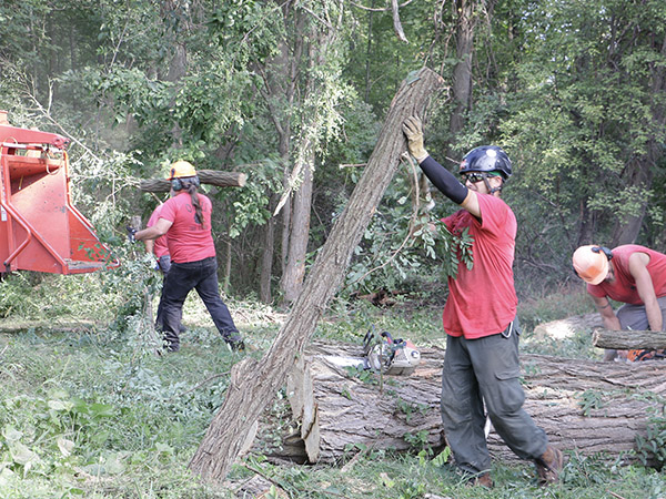 Expert Tree Service Rochester NY Gallery | Oakes Tree Service