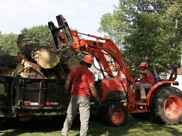 Expert Tree Service Rochester NY Gallery | Oakes Tree Service