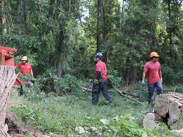 Expert Tree Service Rochester NY Gallery | Oakes Tree Service