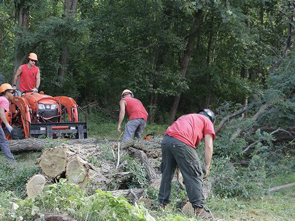 Expert Tree Service Rochester NY Gallery | Oakes Tree Service
