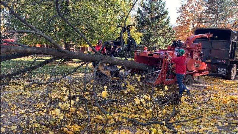 Expert Tree Service Rochester NY Gallery | Oakes Tree Service