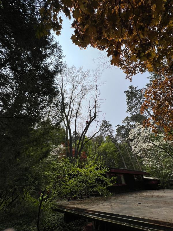 Expert Tree Service Rochester NY Gallery | Oakes Tree Service