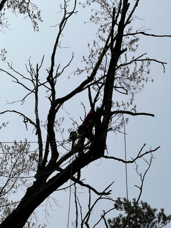 Expert Tree Service Rochester NY Gallery | Oakes Tree Service