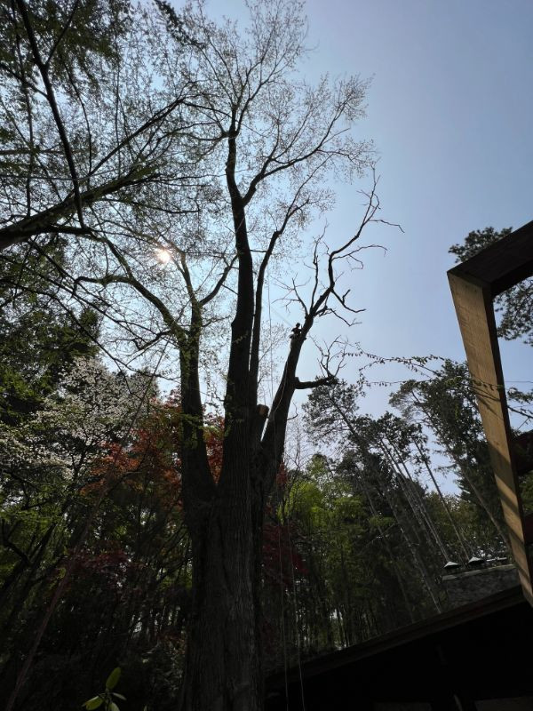 Expert Tree Service Rochester NY Gallery | Oakes Tree Service