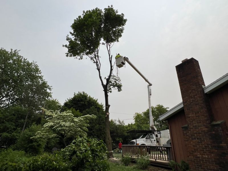 Expert Tree Service Rochester NY Gallery | Oakes Tree Service
