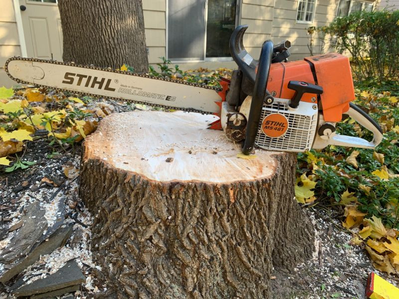 Expert Tree Service Rochester NY Gallery | Oakes Tree Service