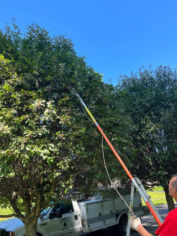 Expert Tree Service Rochester NY Gallery | Oakes Tree Service