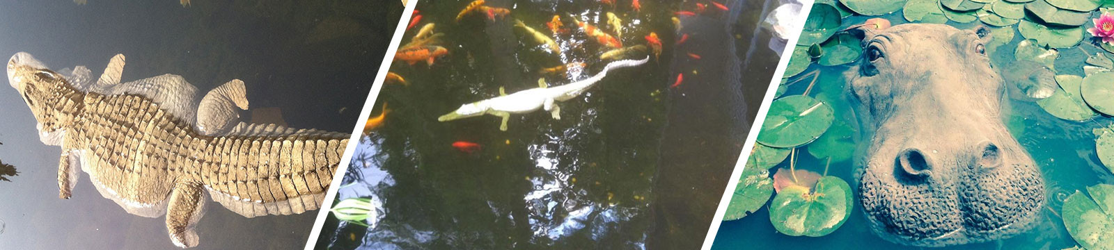 Floating Animals | Garden & Pond Products | Universal Rocks